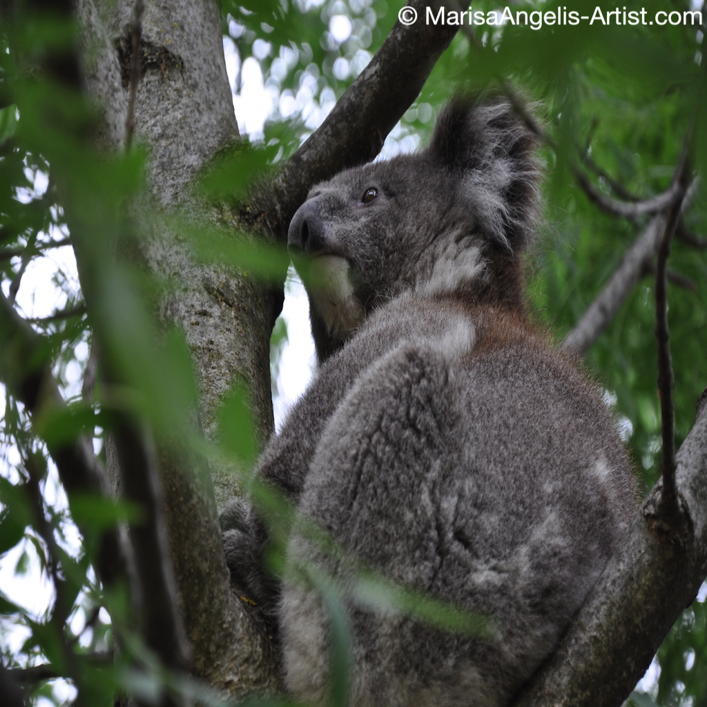 It Was A Lovely Surprise To Discover A Smiling Koala - Marisa Angelis ...